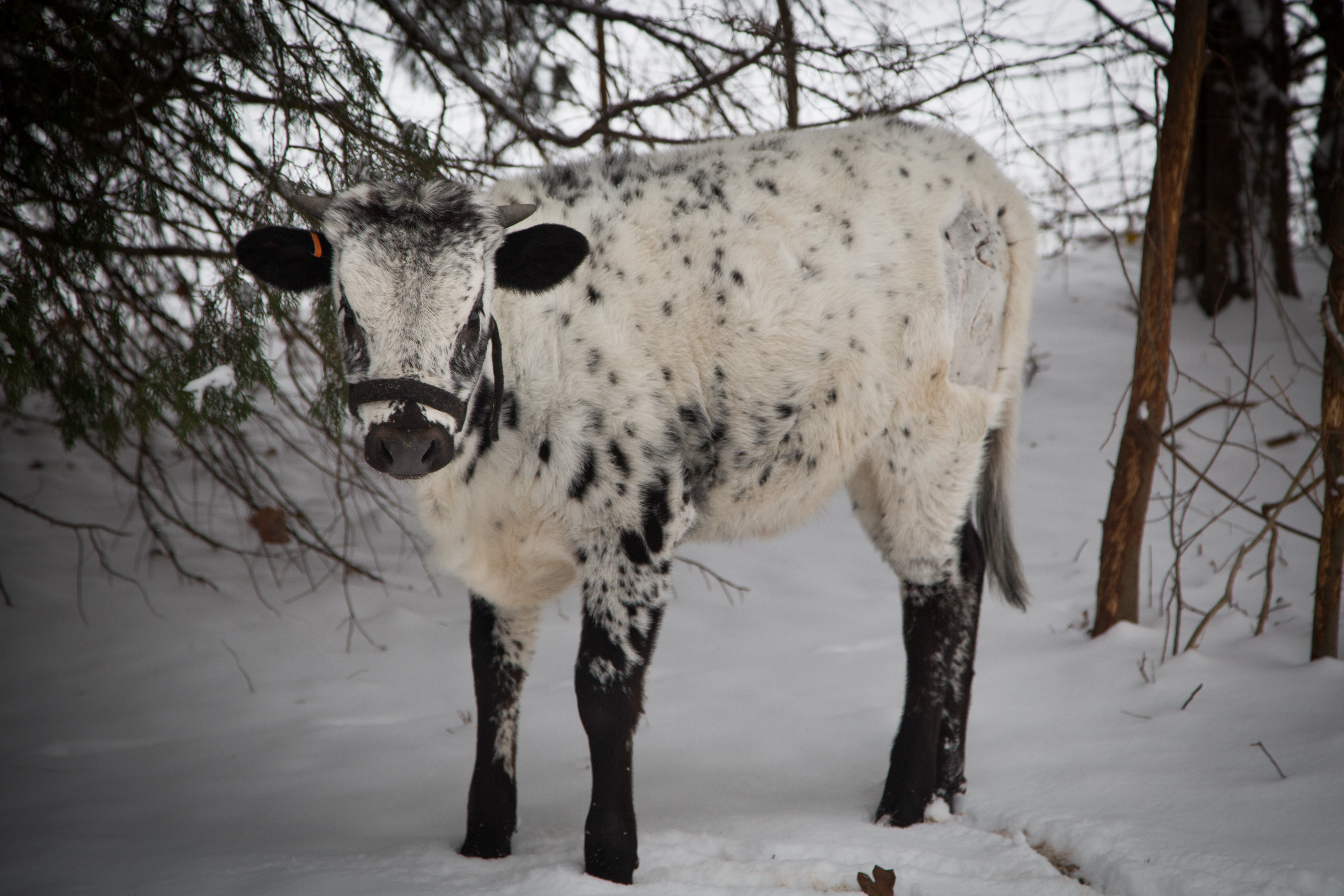 ColleenKinseyPhoto6K7A0227 – CalLeen Cattle Company LLC