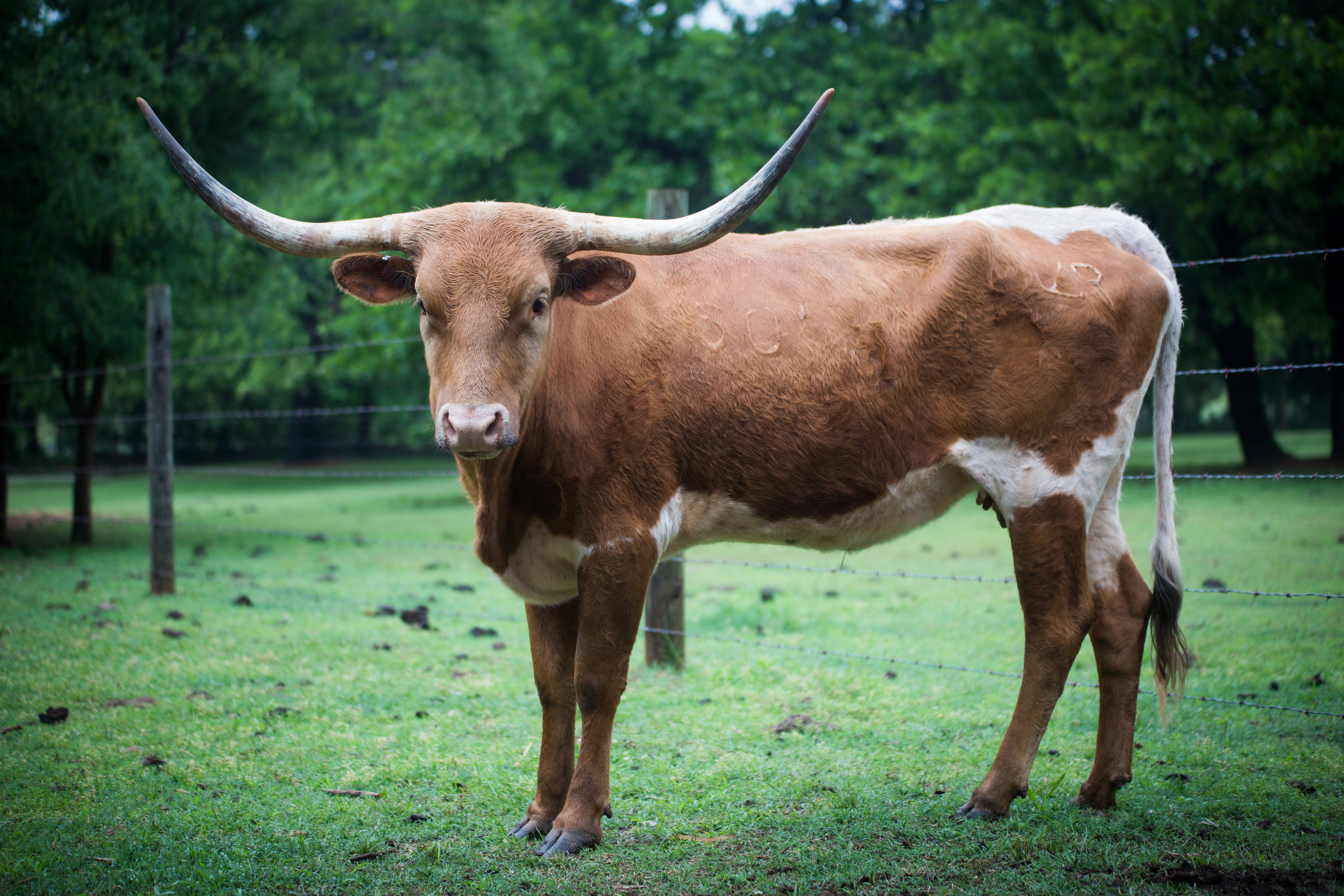 View More: http://leenphotographybycolleenodom.pass.us/cows – CalLeen ...