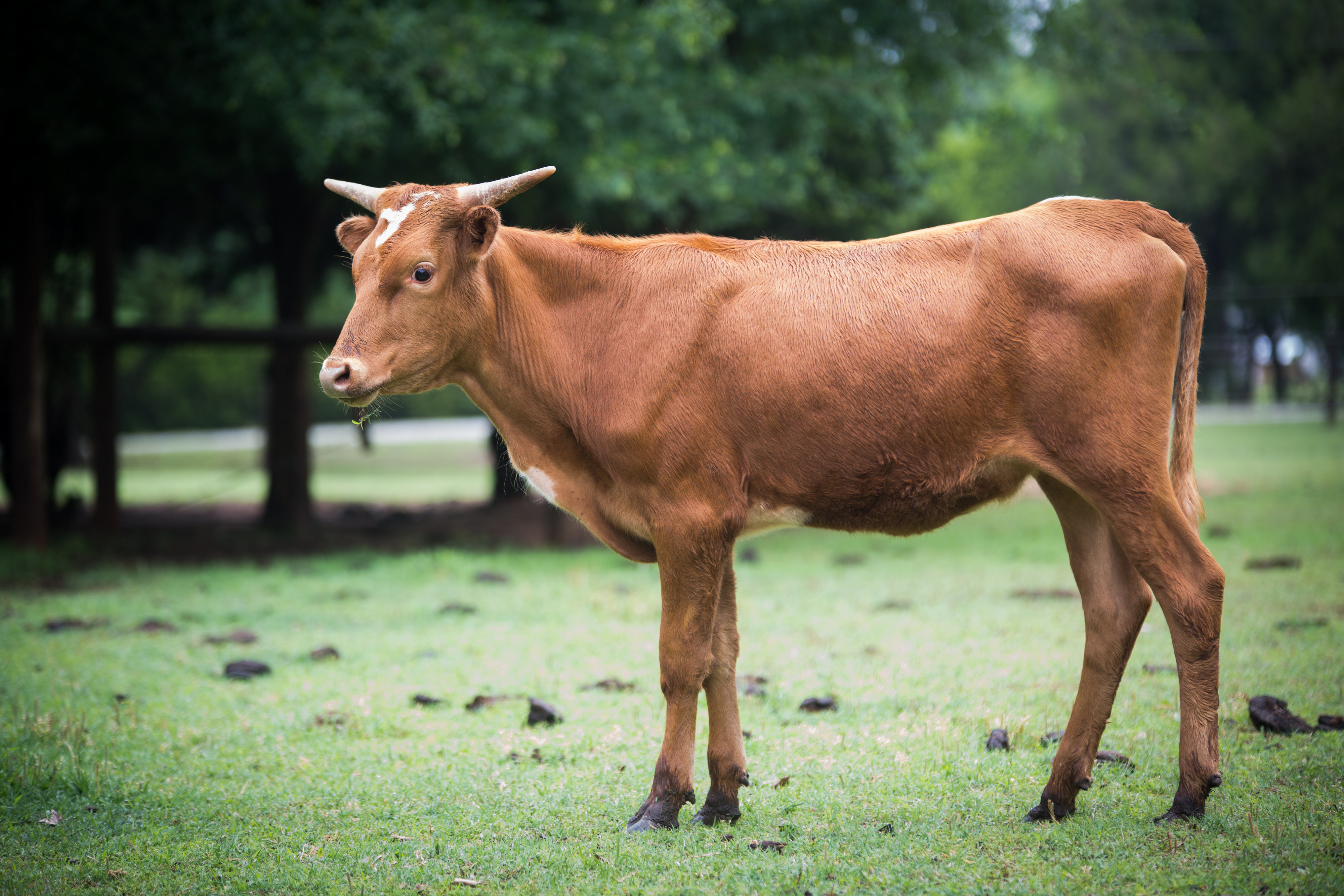 View More: http://leenphotographybycolleenodom.pass.us/cows – CalLeen ...