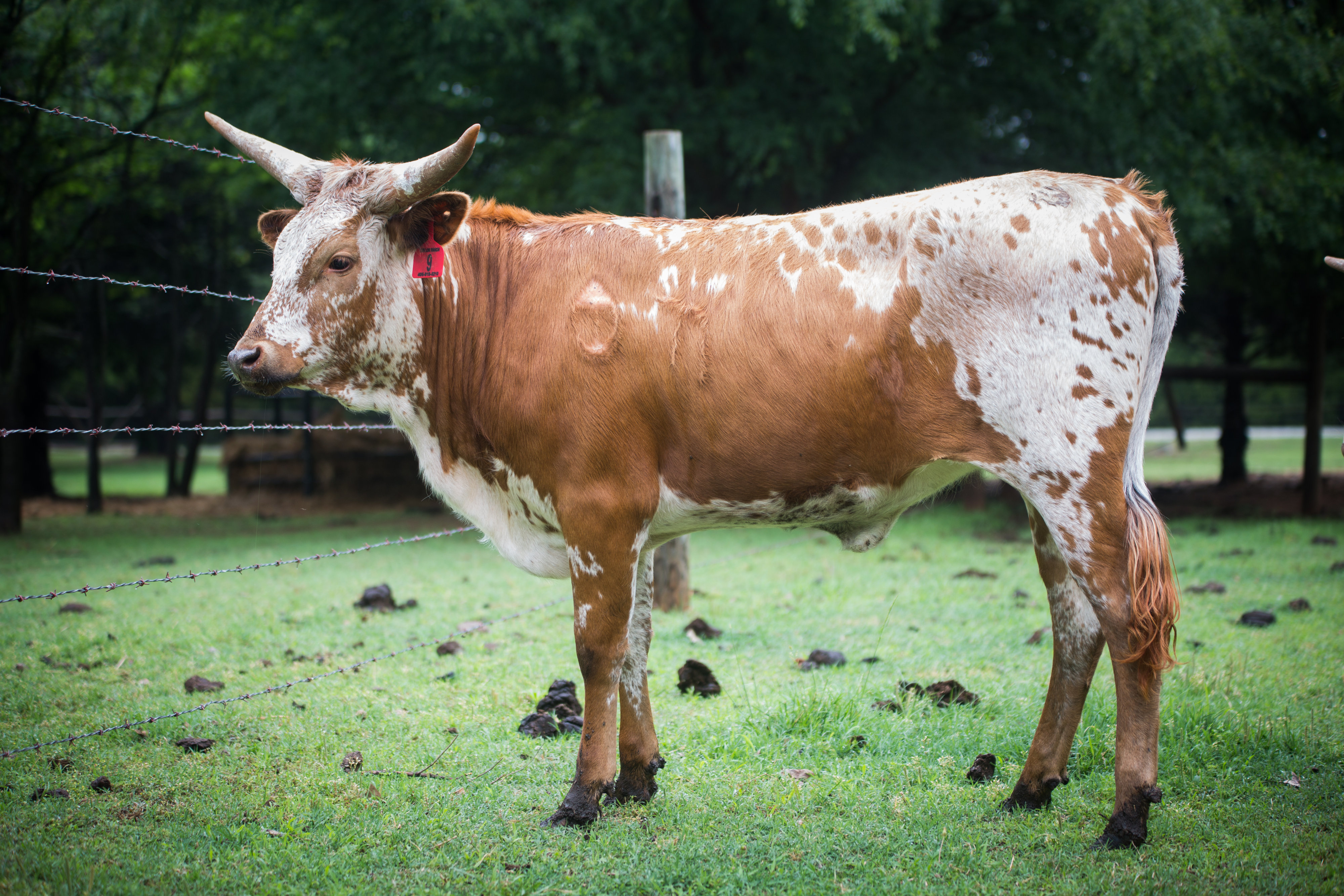 View More: http://leenphotographybycolleenodom.pass.us/cows – CalLeen ...