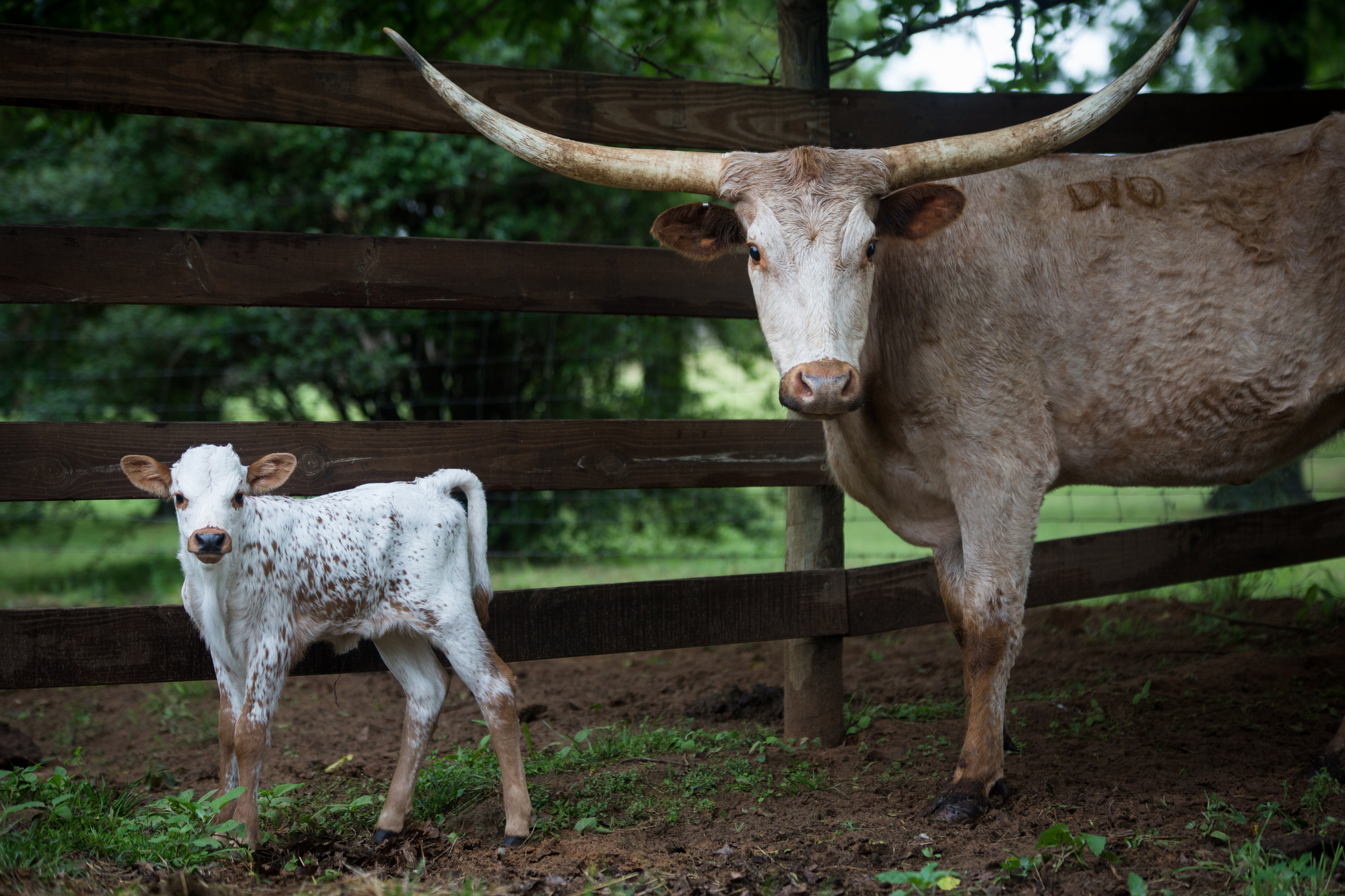 View More: http://leenphotographybycolleenodom.pass.us/cows – CalLeen ...