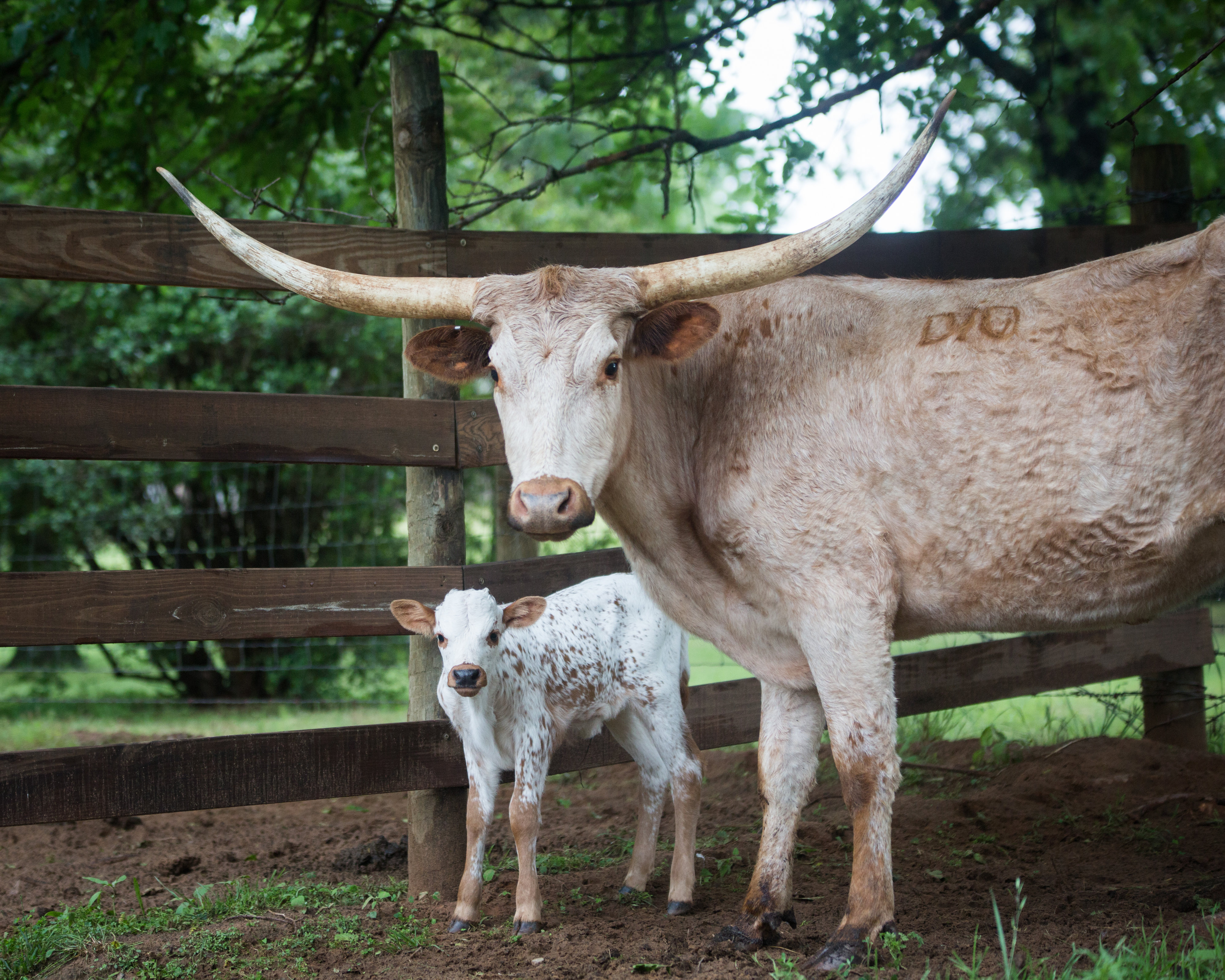View More: http://leenphotographybycolleenodom.pass.us/cows – CalLeen ...