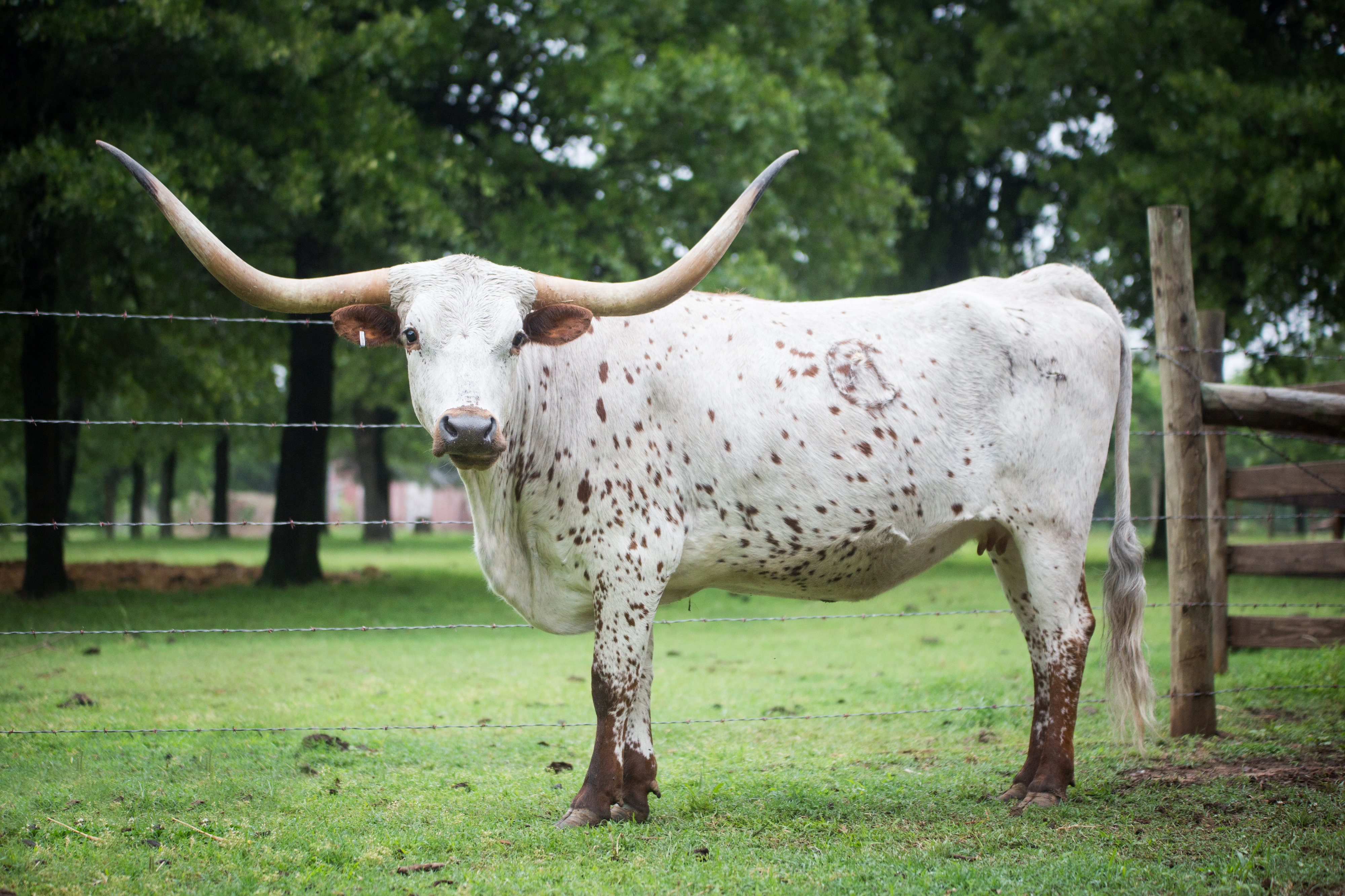 View More: http://leenphotographybycolleenodom.pass.us/cows – CalLeen ...