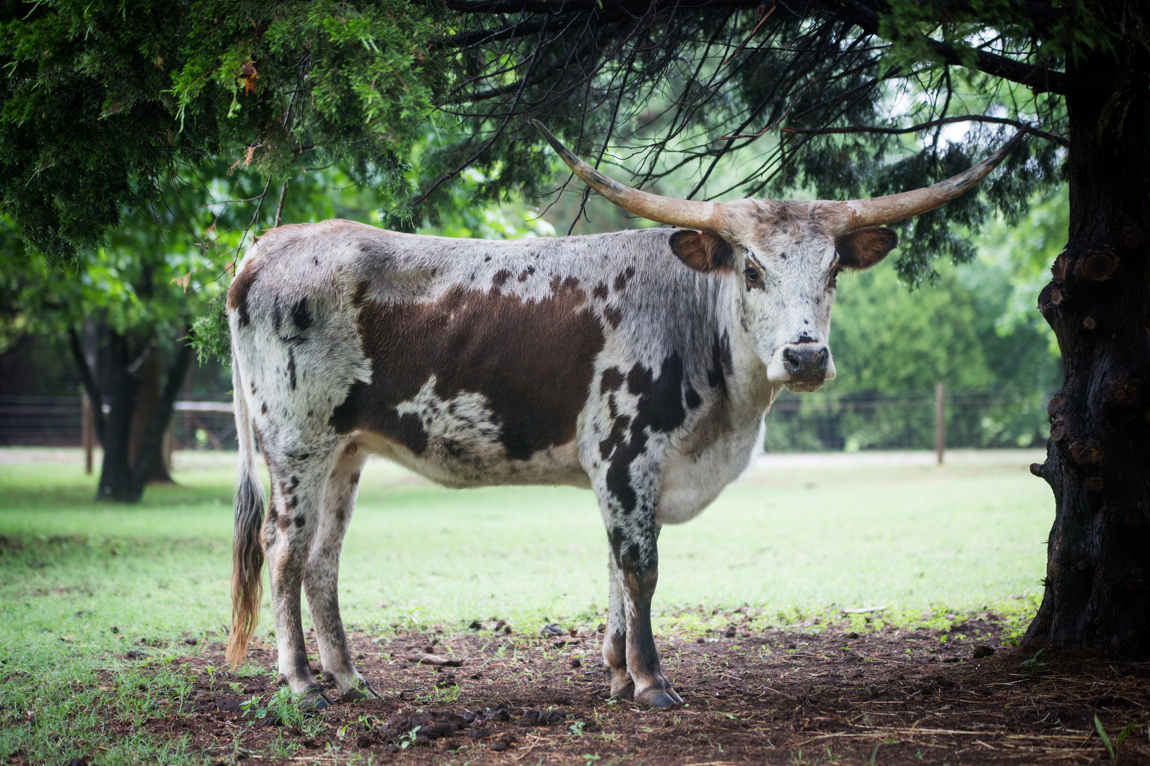 View More: http://leenphotographybycolleenodom.pass.us/cows – CalLeen ...