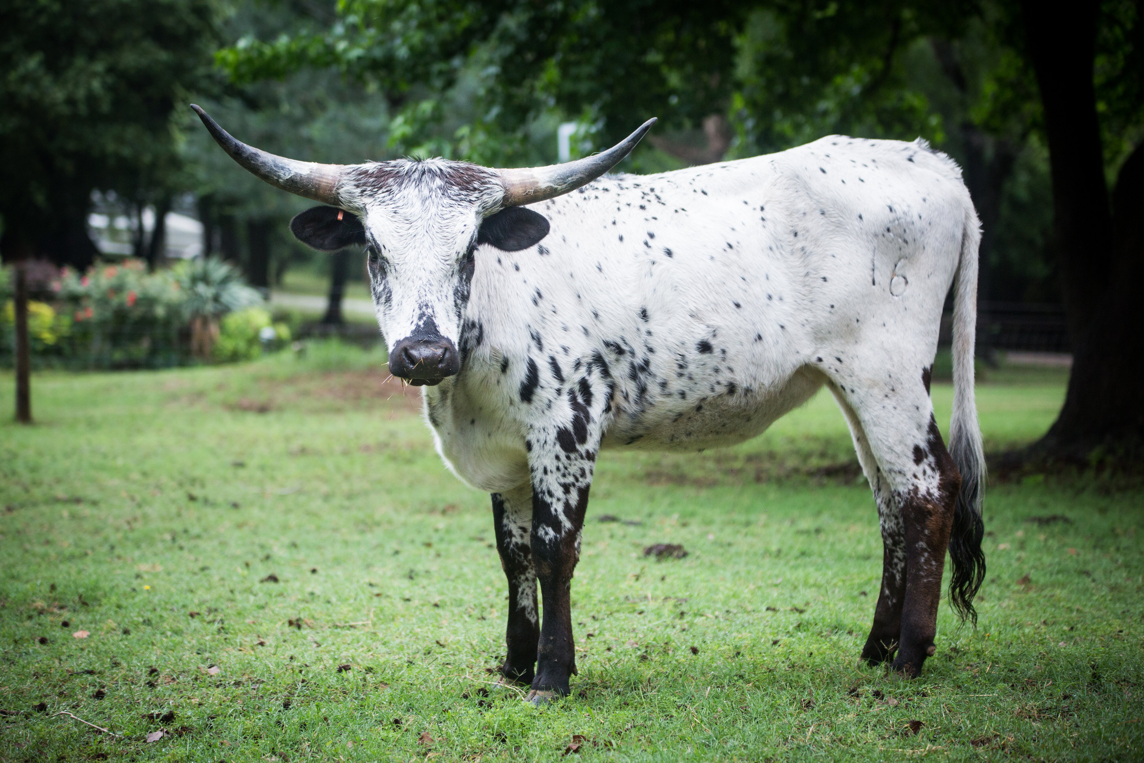 View More: http://leenphotographybycolleenodom.pass.us/cows – CalLeen ...