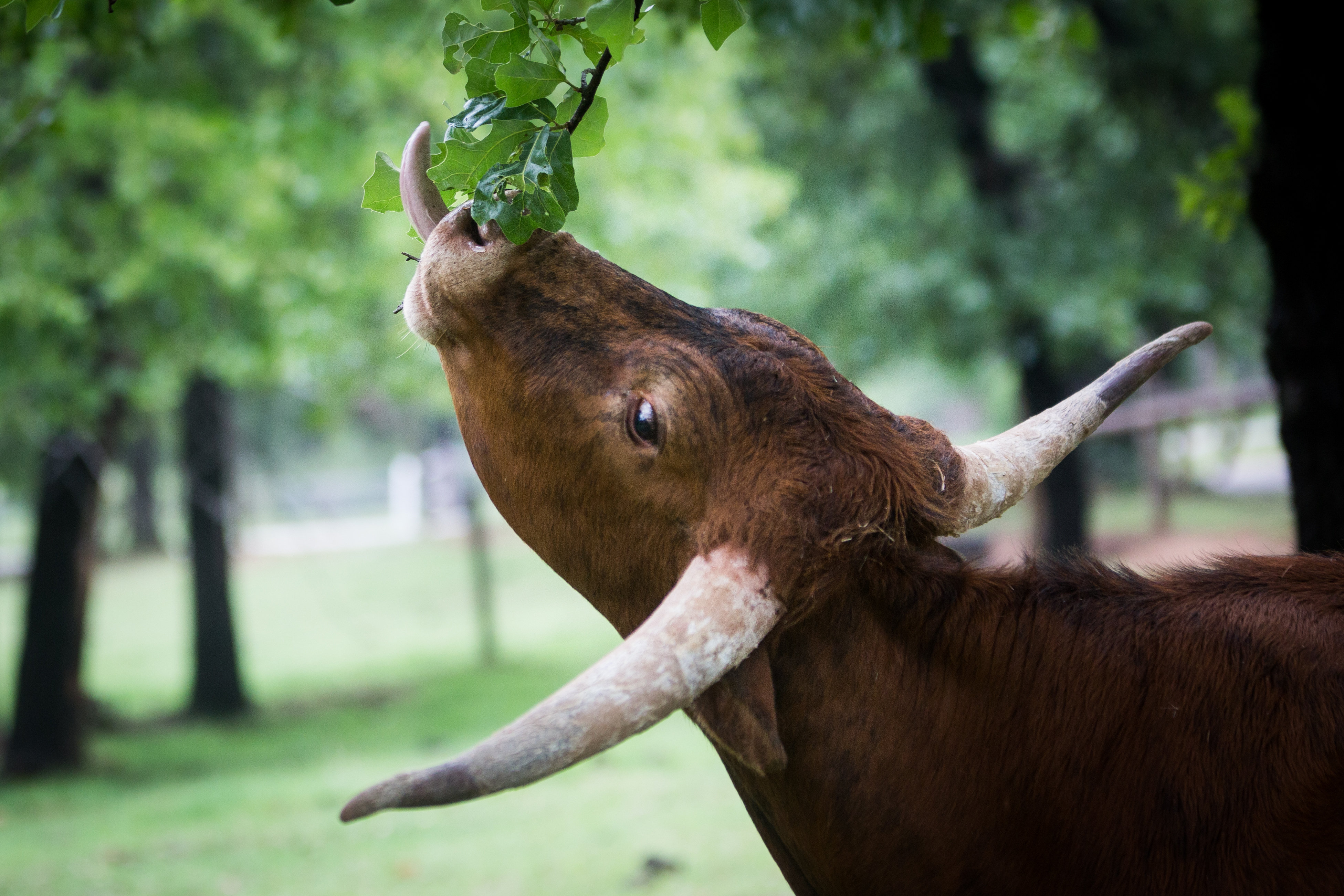 View More: http://leenphotographybycolleenodom.pass.us/cows – CalLeen ...