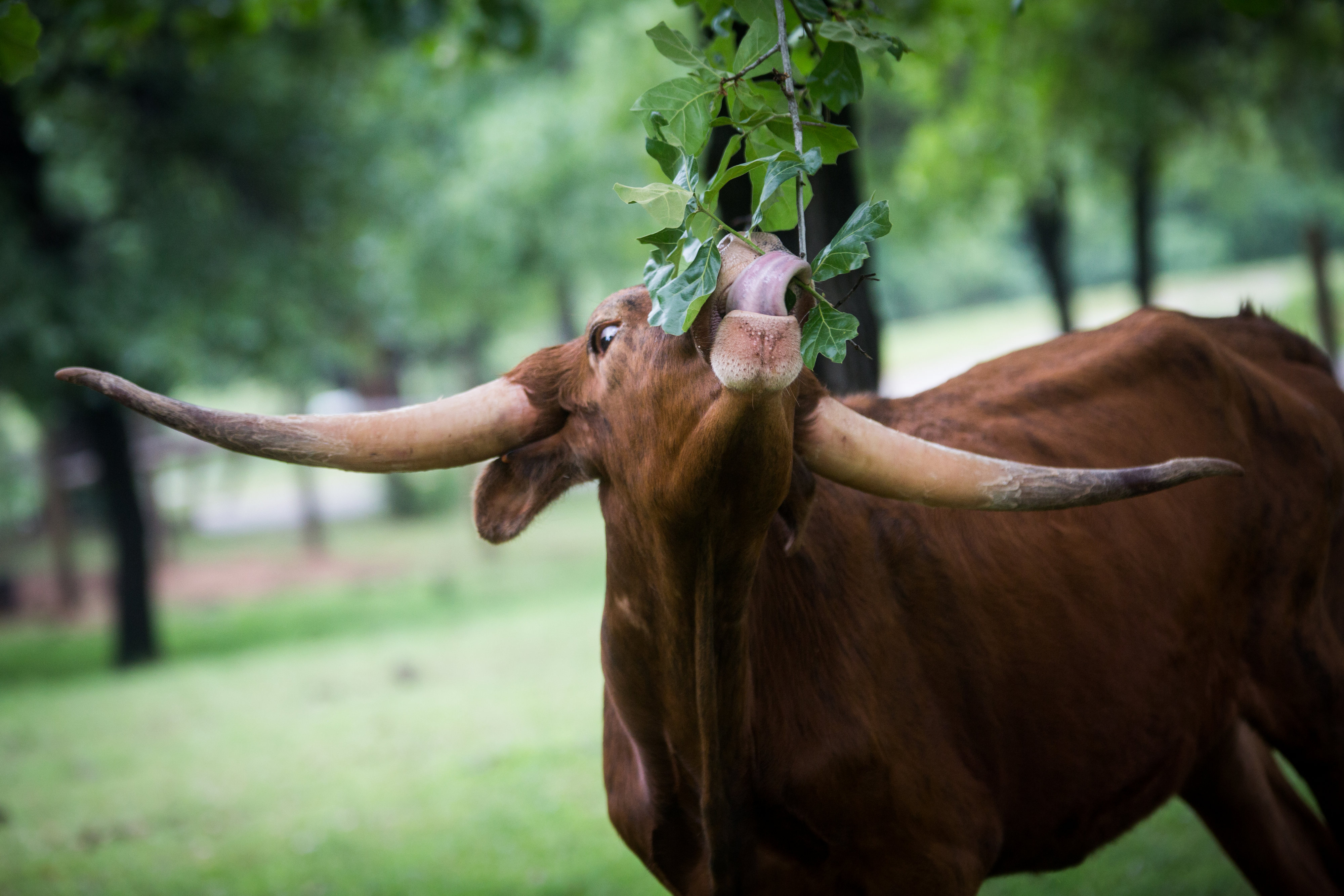 View More: http://leenphotographybycolleenodom.pass.us/cows – CalLeen ...