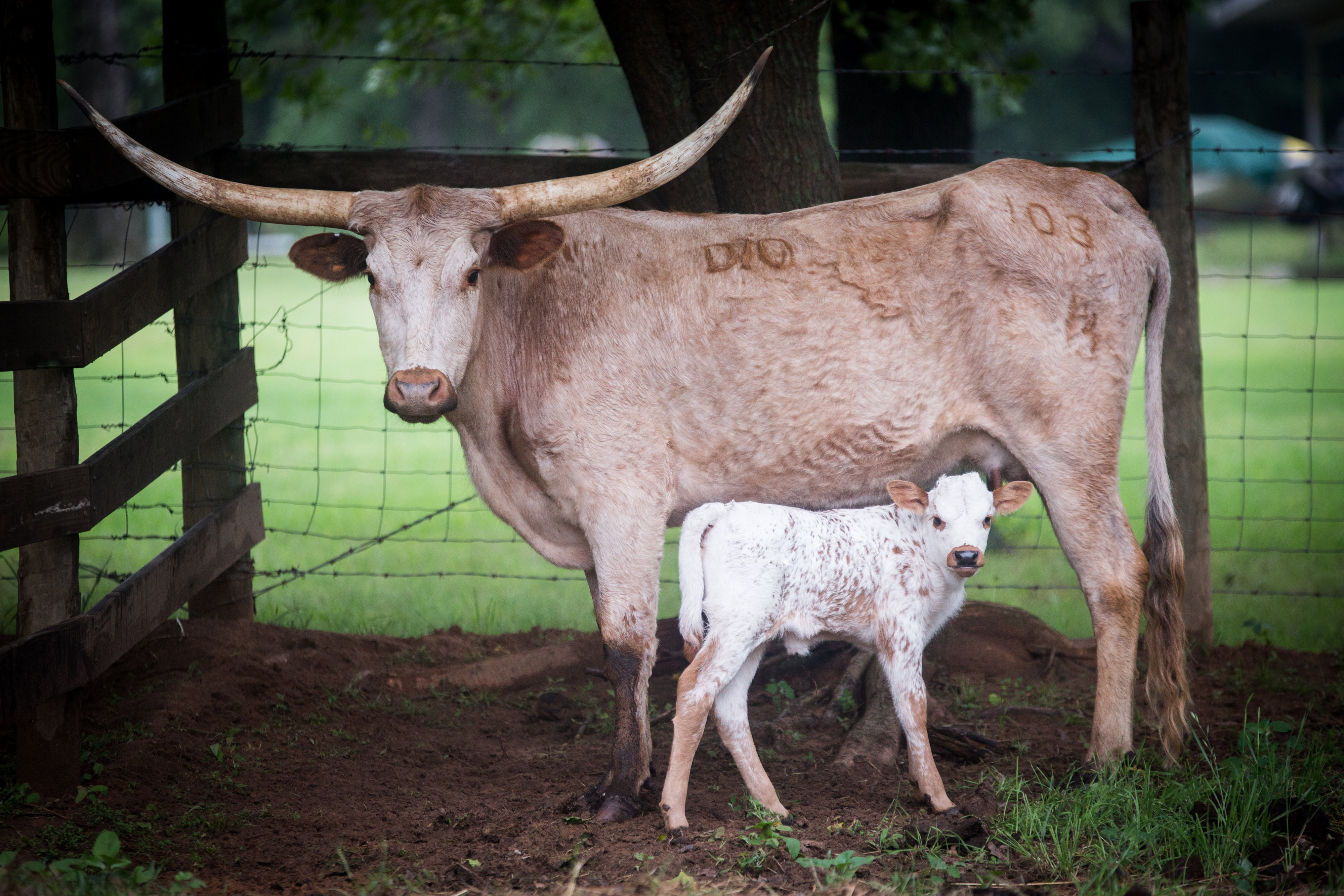 View More: http://leenphotographybycolleenodom.pass.us/cows – CalLeen ...