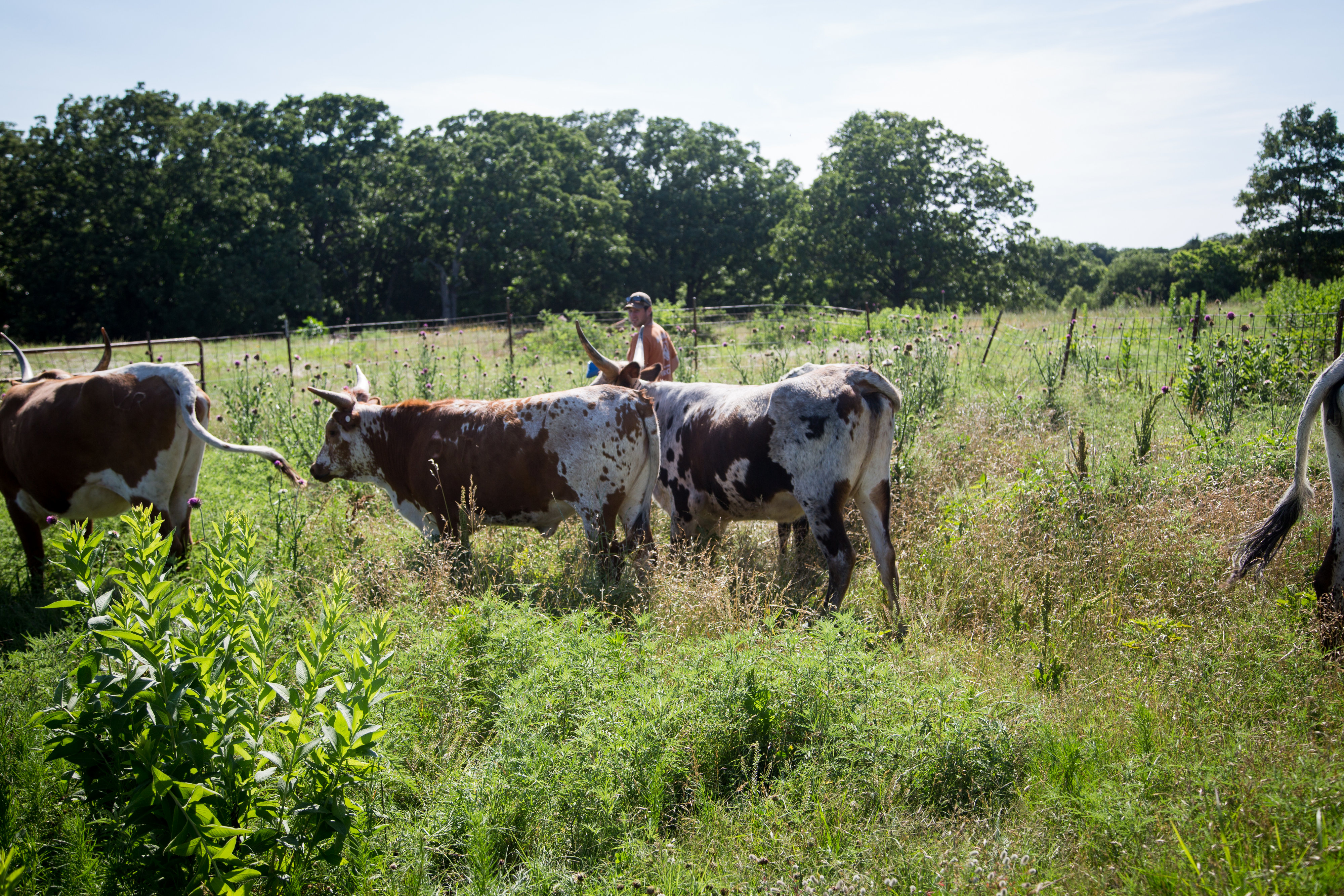 View More: http://leenphotographybycolleenodom.pass.us/cows – CalLeen ...