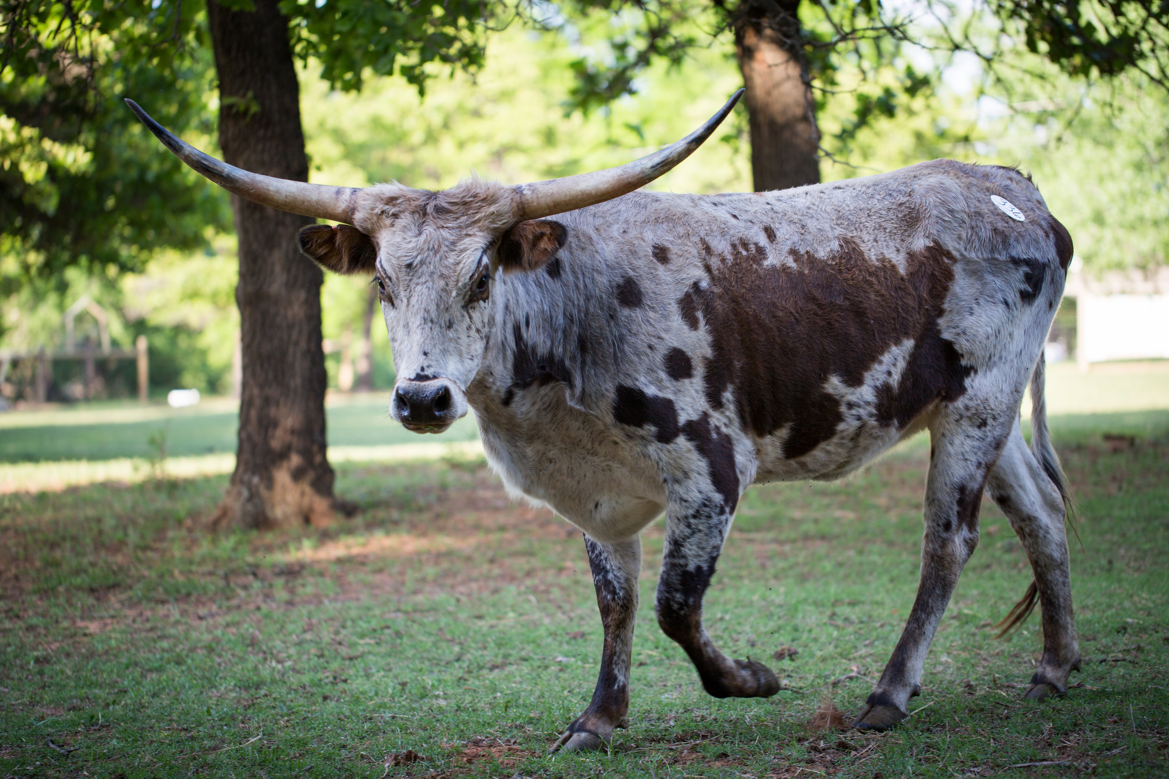 View More: http://leenphotographybycolleenodom.pass.us/cows – CalLeen ...