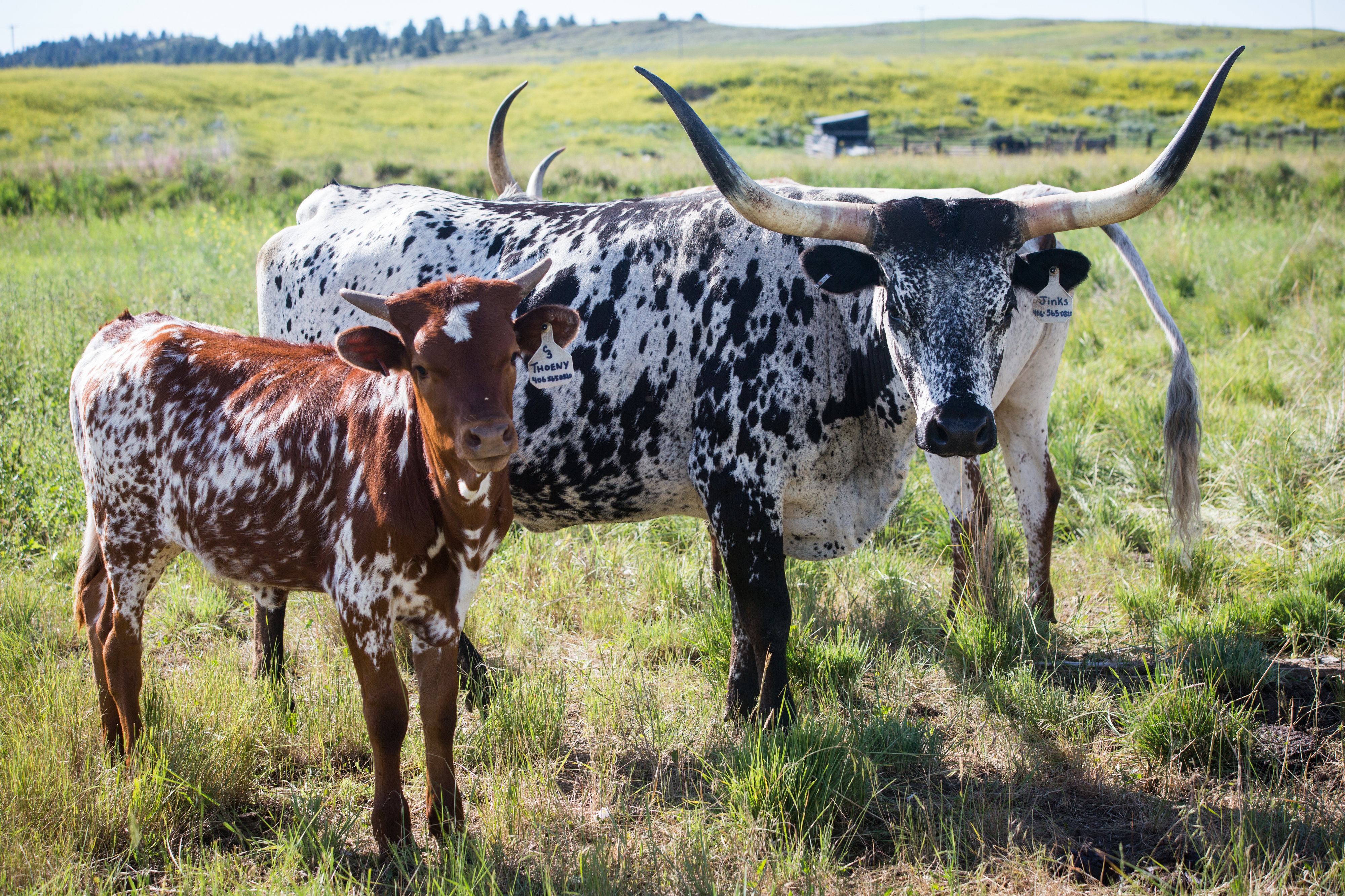 View More: https://leenphotographybycolleenodom.pass.us/cows – CalLeen ...